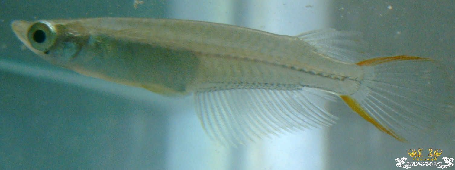 求 桂系青鳉 和 O.celebensis 的对比图！ - 青鳉 Oryzias latipes - 两江中国原生--做中国最好的原生网络 ...
